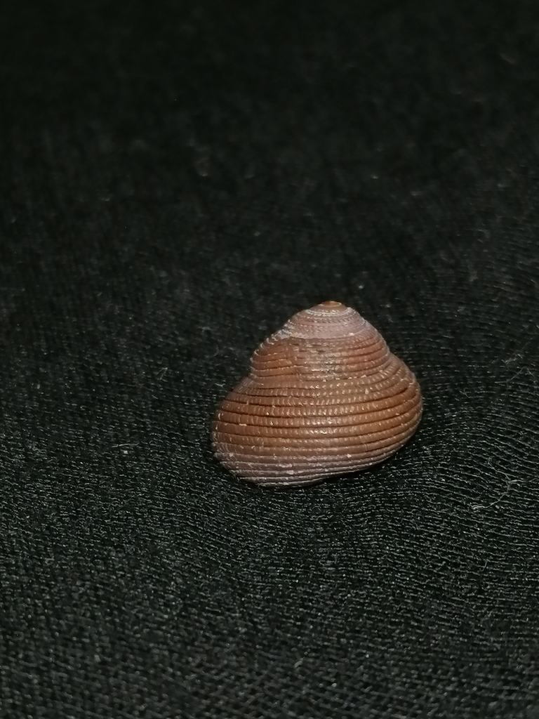 Clanculus maugeri from 海南省陵水黎族自治县光坡镇G98海南环岛高速 on August 6, 2024 at 06: ...