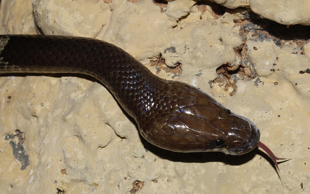 Indian Wolf Snake from Koottalida, Kerala 673614, India on October 13 ...
