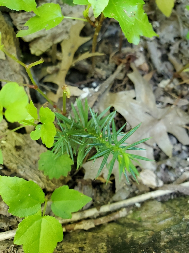 common juniper from Bloomfield, Staten Island, NY, USA on August 13 ...