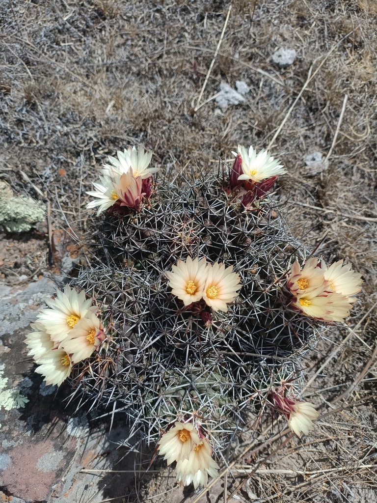 Coryphantha clavata from San Luis de la Paz, MX-GJ, MX on April 26 ...