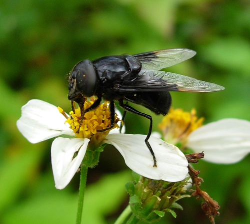 Copestylum (Syrphids of the Washington, DC area) · iNaturalist