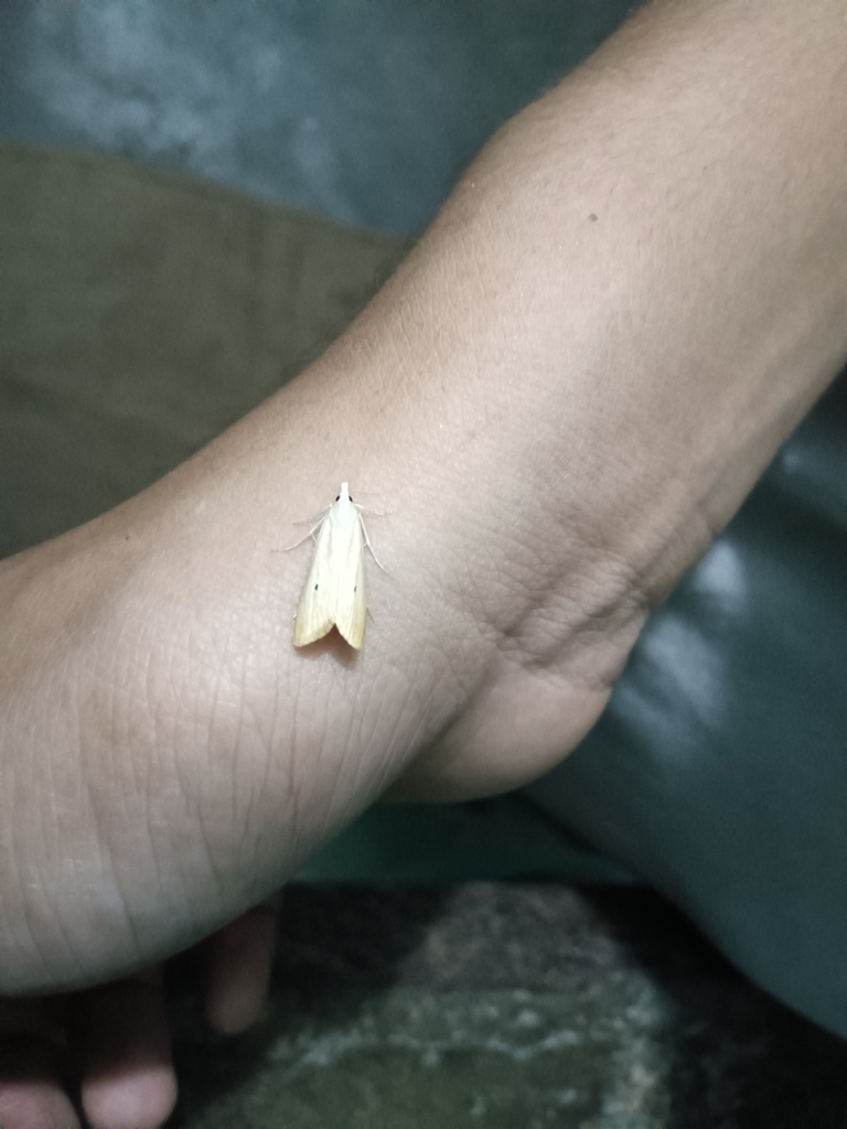 Rice Yellow Stem Borer from WQQR+FG2, Pachpera, Uttarakhand 262311 ...