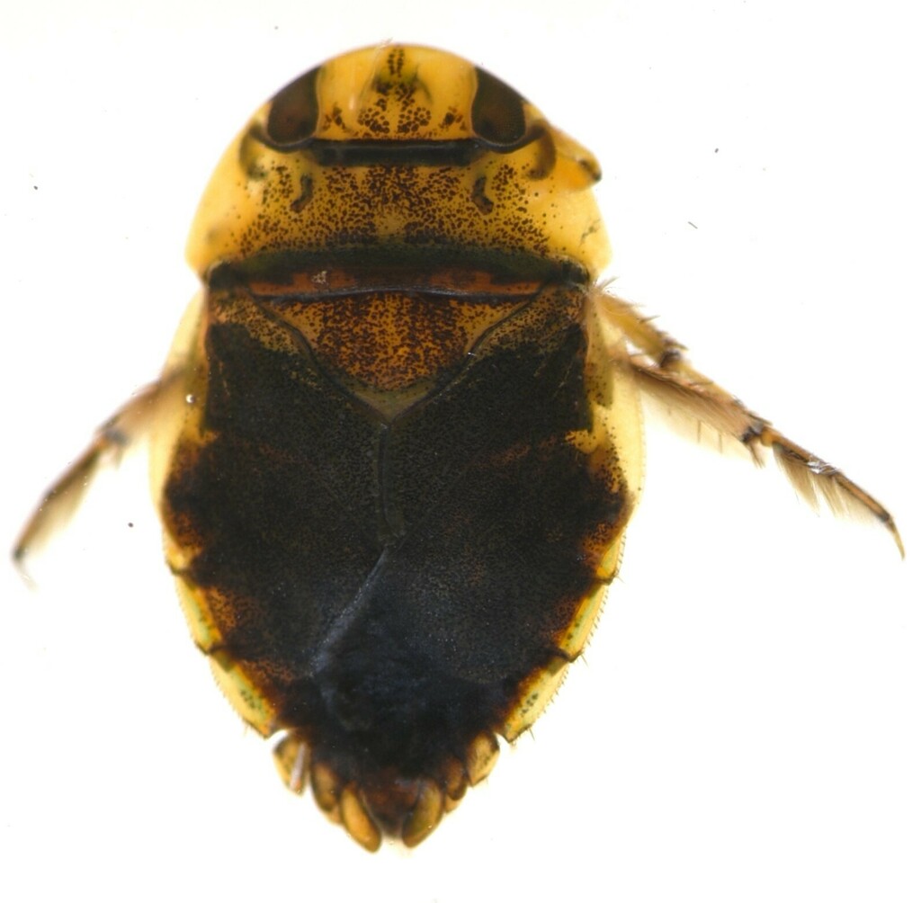 Flat Saucer Bugs from Ehlanzeni District Municipality, South Africa on ...