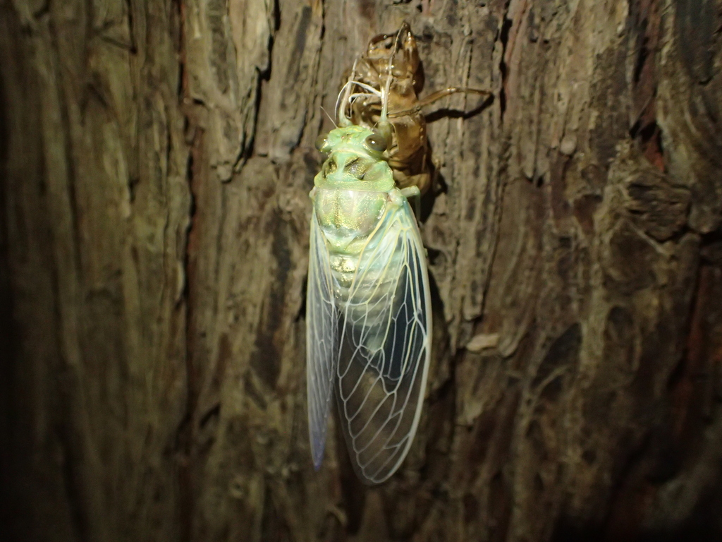 Robust Cicada in August 2024 by hakkahamushi · iNaturalist