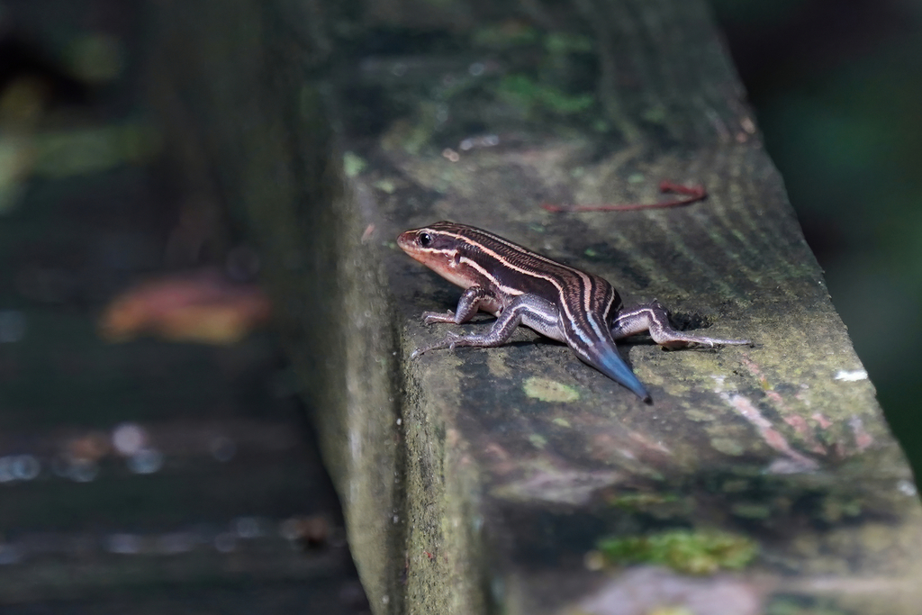Broad-headed Skink from Camden County, NC, USA on August 10, 2024 at 09 ...