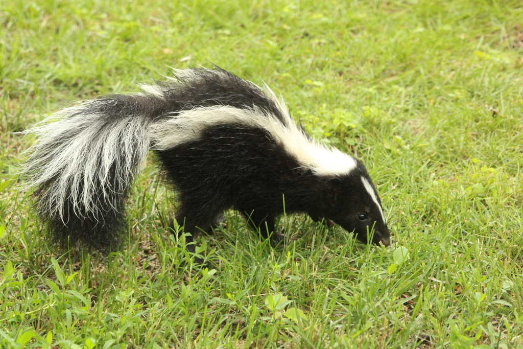Striped Skunk from Argyle, MB R0K, Canada on July 1, 2024 at 03:30 PM ...