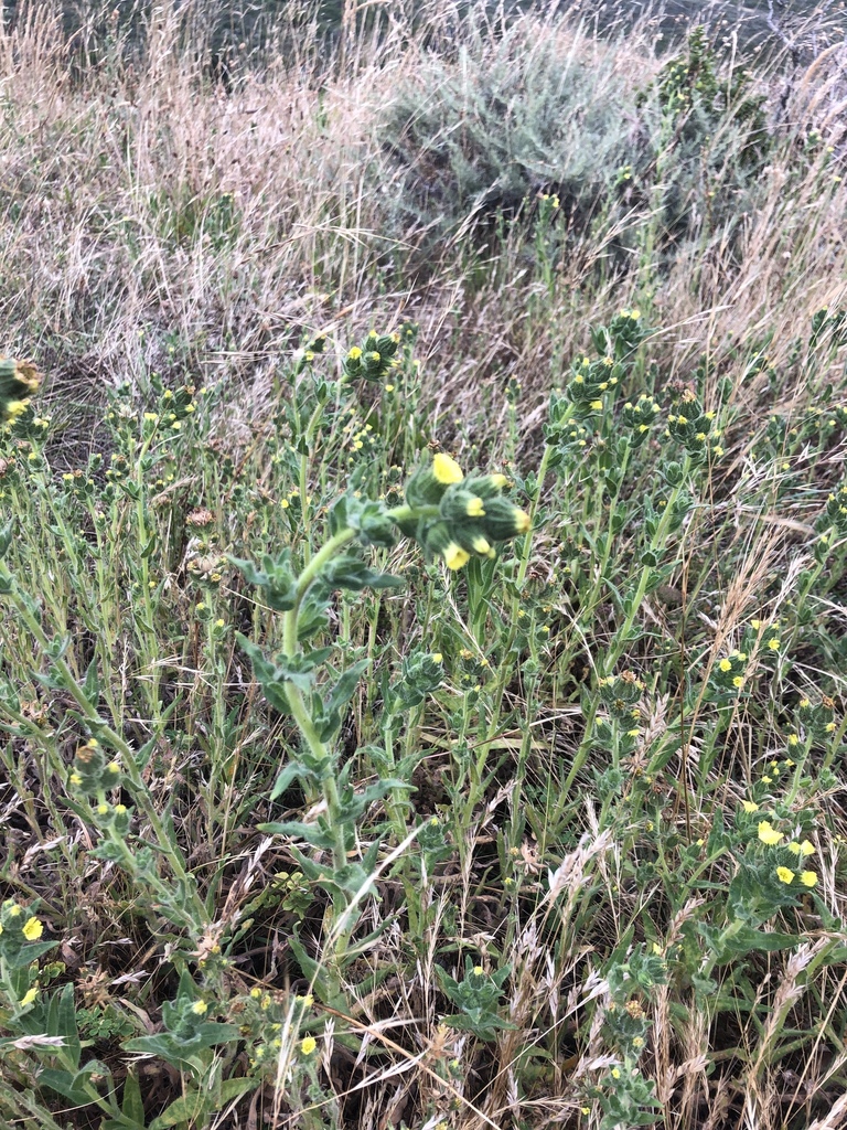 tarweeds and allies from Marin Headlands, Sausalito, CA, US on June 13 ...