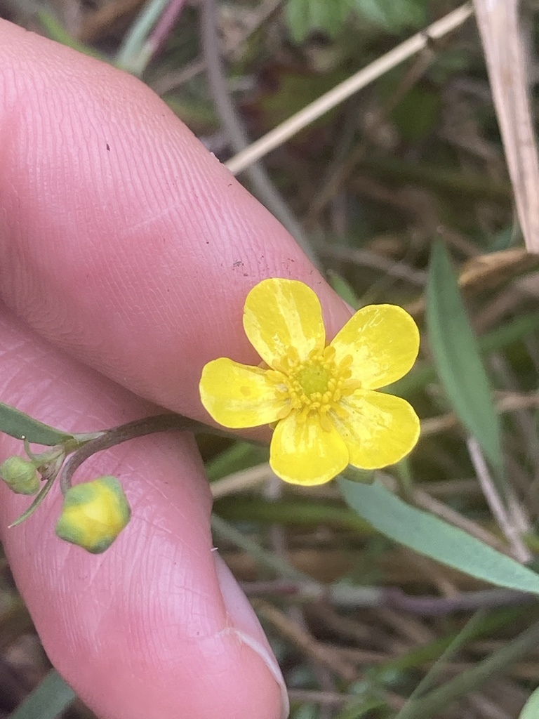 Lesser Spearwort from Askham Bryan, York, England, GB on August 13 ...