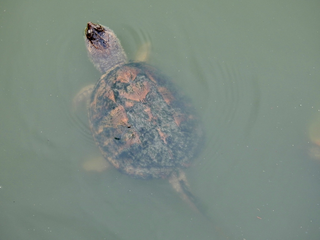 Common Snapping Turtle from Silver Lake Dr, Rehoboth Beach, DE 19971 ...