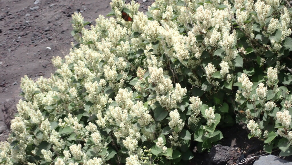 Dwarf Knotweed from Awakura, Fujinomiya, Shizuoka 418-0011日本 on August ...