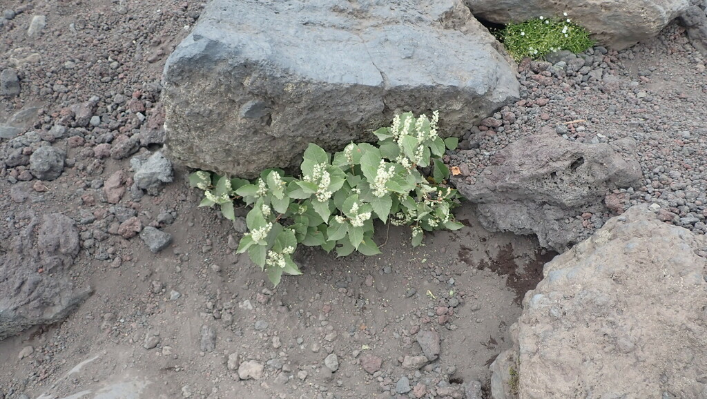 Dwarf Knotweed from Awakura, Fujinomiya, Shizuoka 418-0011日本 on August ...