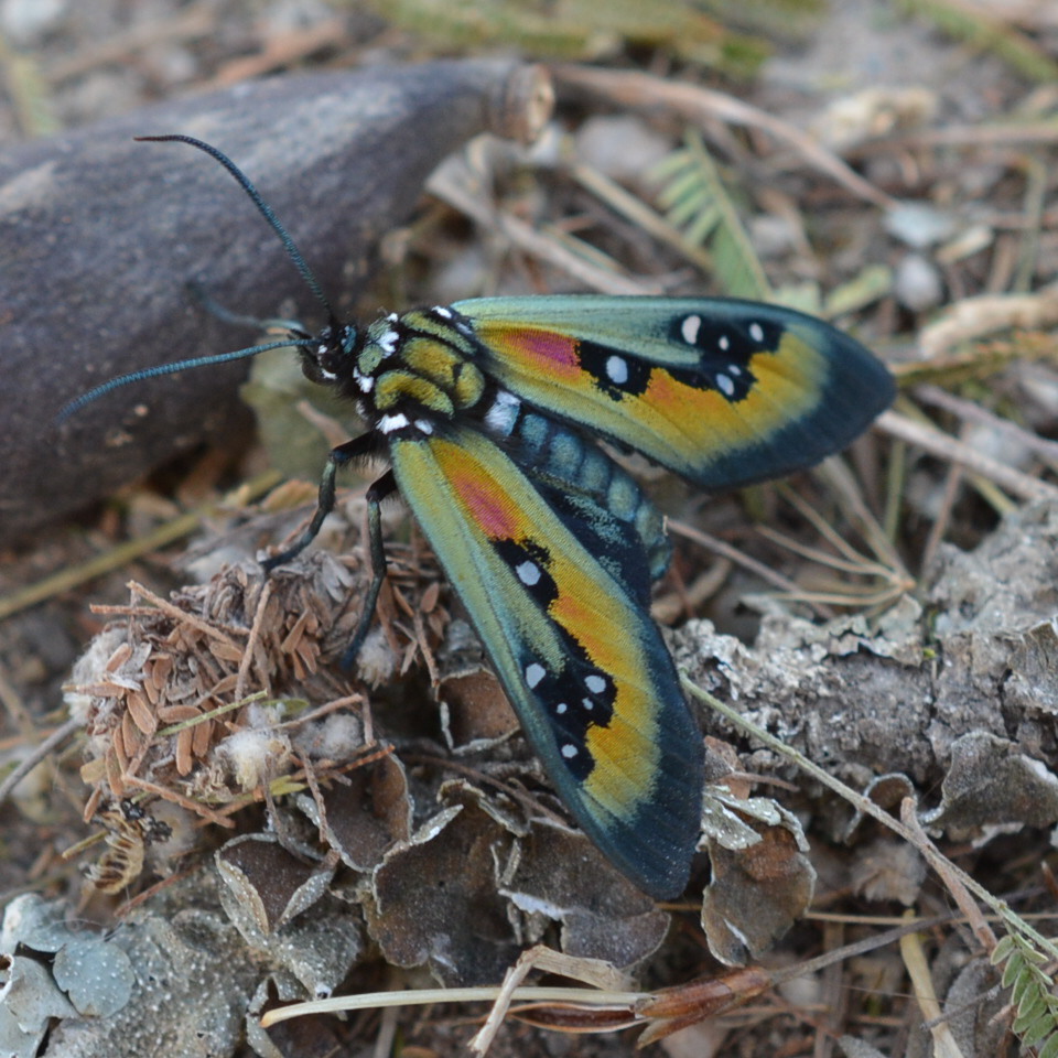 Chrysocale regalis from Ambato, Catamarca, Argentina on July 25, 2024 ...
