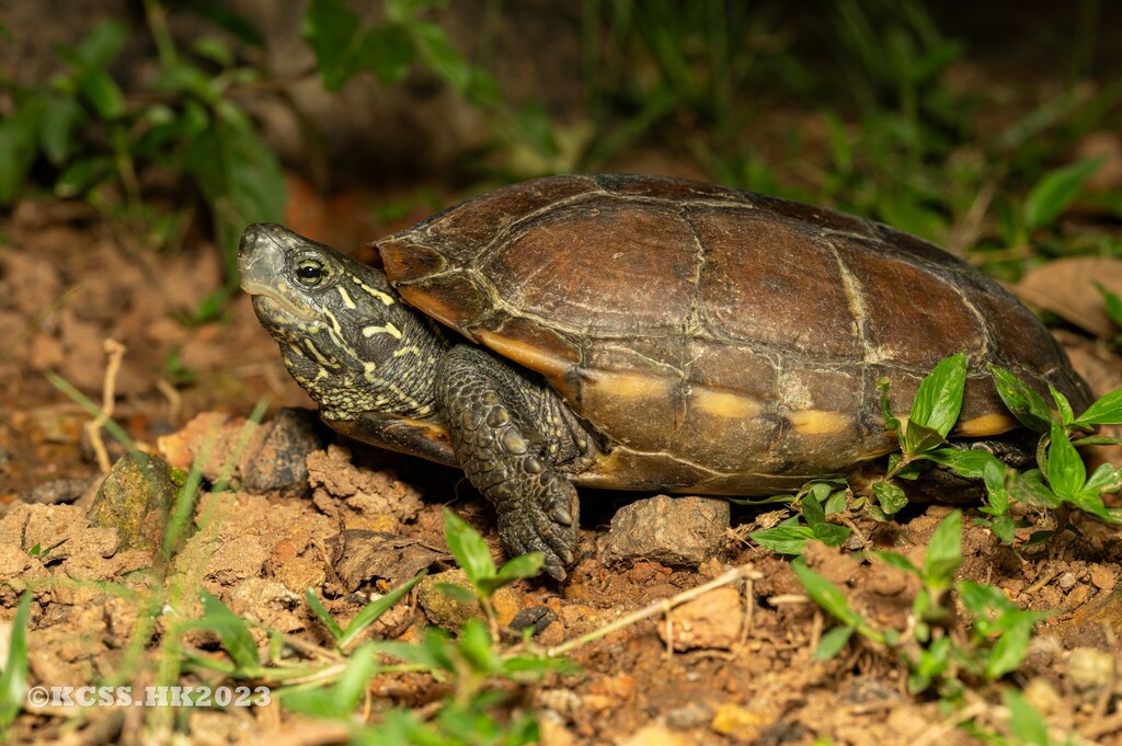 Chinese Pond Turtle in October 2023 by kcss · iNaturalist