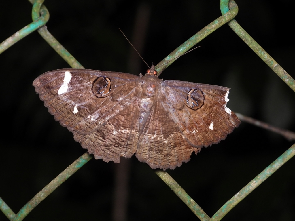 White-barred Owl moth from Ang Mo Kio, Singapore on August 10, 2024 at ...