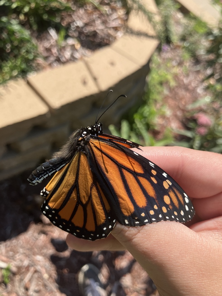 Monarch from W 37th St, Minneapolis, MN, US on August 13, 2024 at 11:15 ...