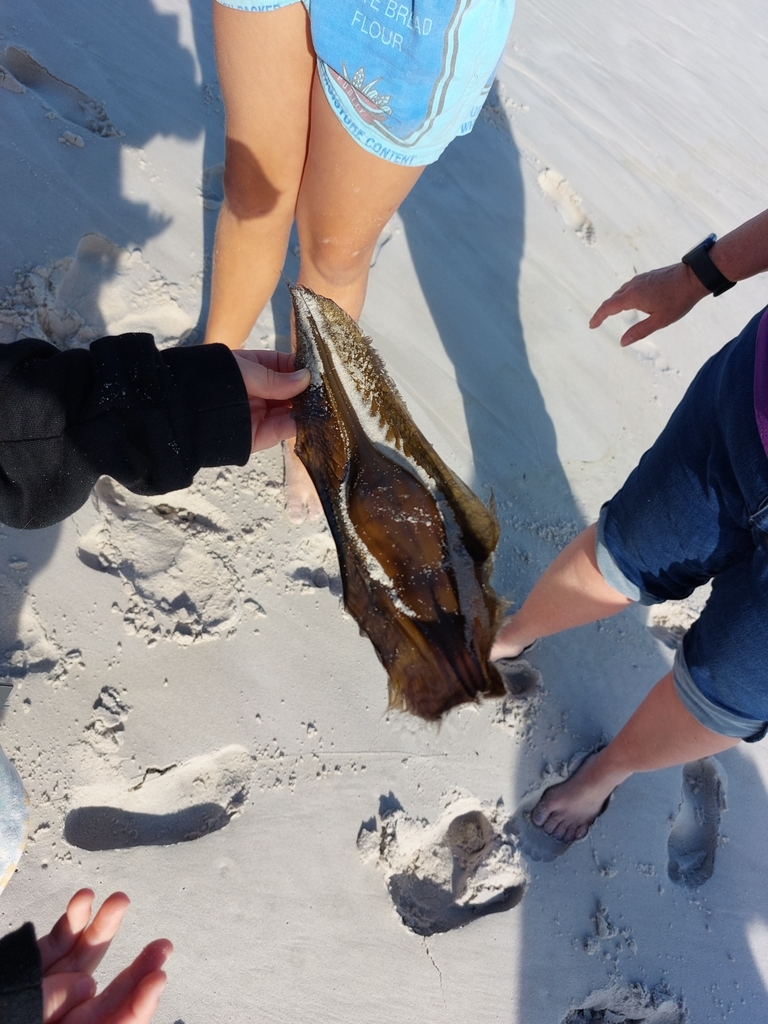 Cape Elephantfish from Outside, Cape Town, South Africa on May 5, 2024 ...