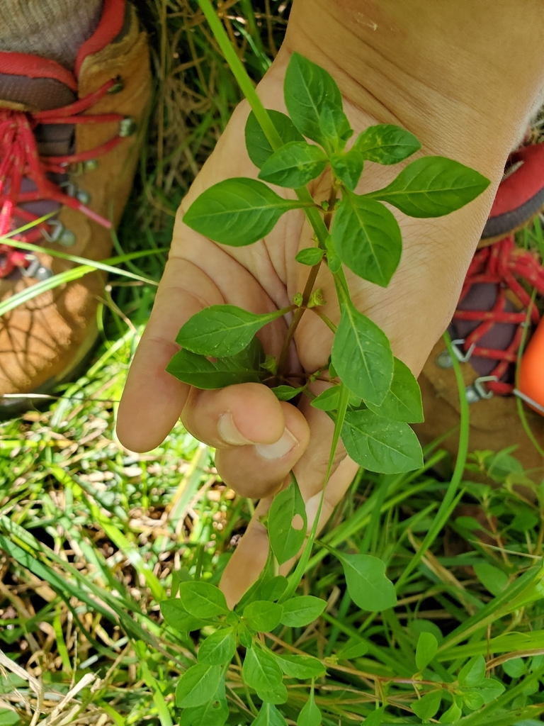 Water Purslane from Bloomfield, Staten Island, NY, USA on August 13 ...