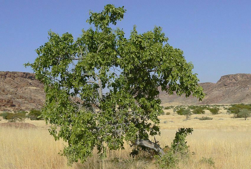 toothbrush tree from Kunene, Namibie on August 10, 2009 by lougarou ...