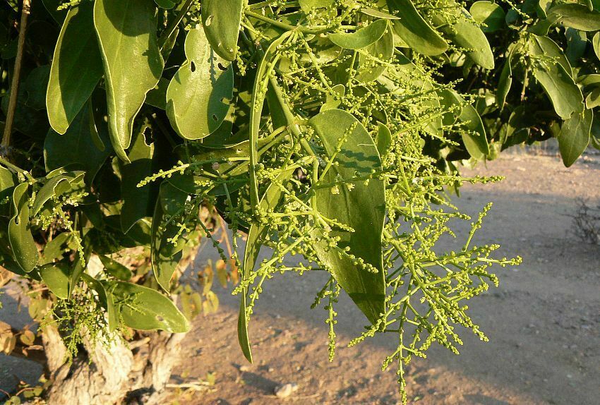 toothbrush tree from Kunene, Namibie on August 10, 2009 by lougarou ...