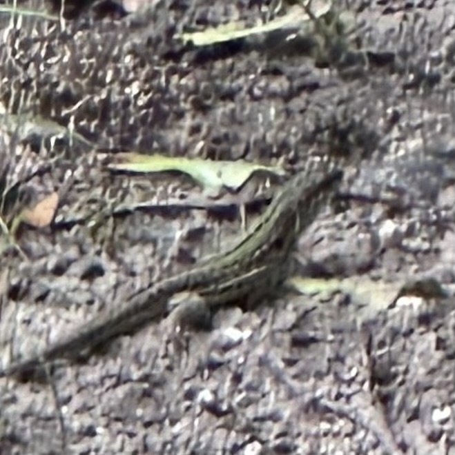 Italian Wall Lizard from Wantagh County Park, Wantagh, NY, US on August ...