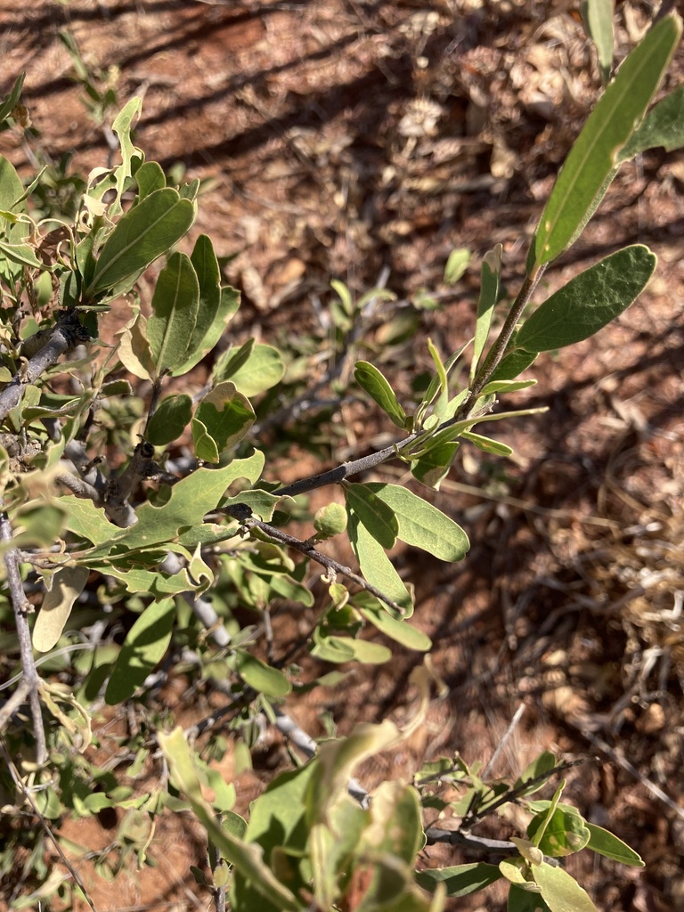 Shepherds tree from Oshikoto Region, Namibia on July 28, 2024 at 11:33 ...