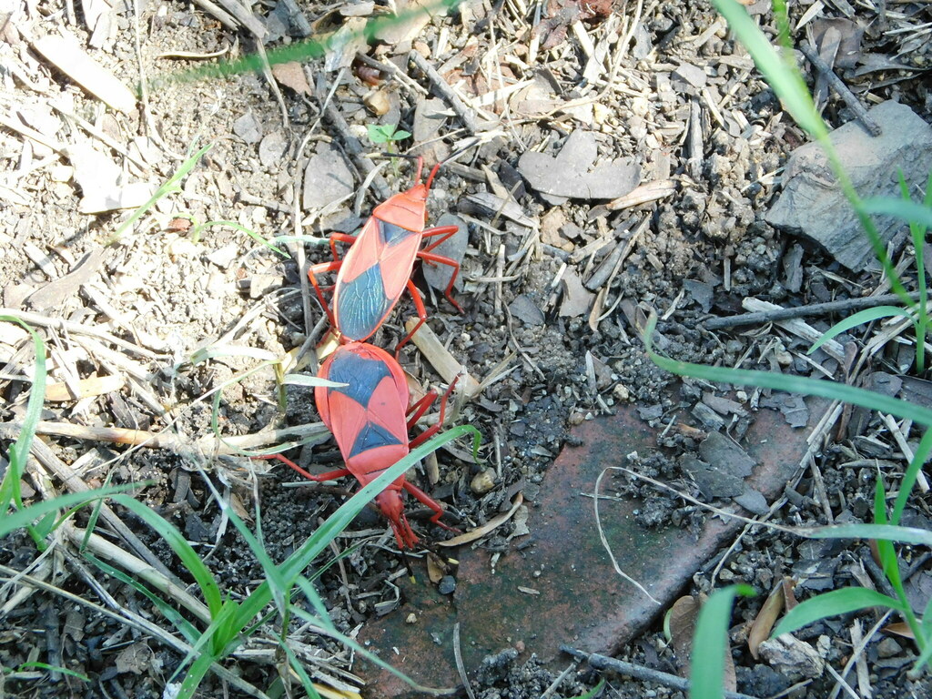 Indian Red Bug from Stella Maris College on August 13, 2024 at 02:27 PM ...
