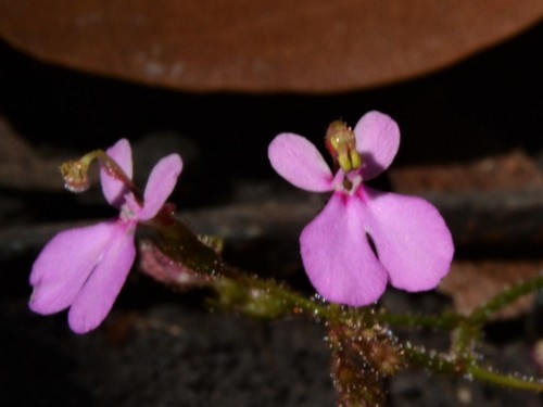 Stylidium leptorrhizum · iNaturalist