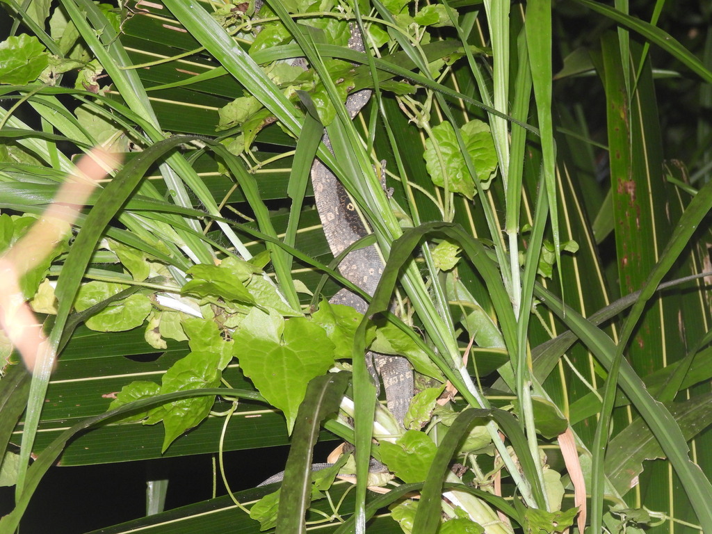 Two-striped Water Monitor from Ubud, Bezirk Ubud, Gianyar, Bali ...