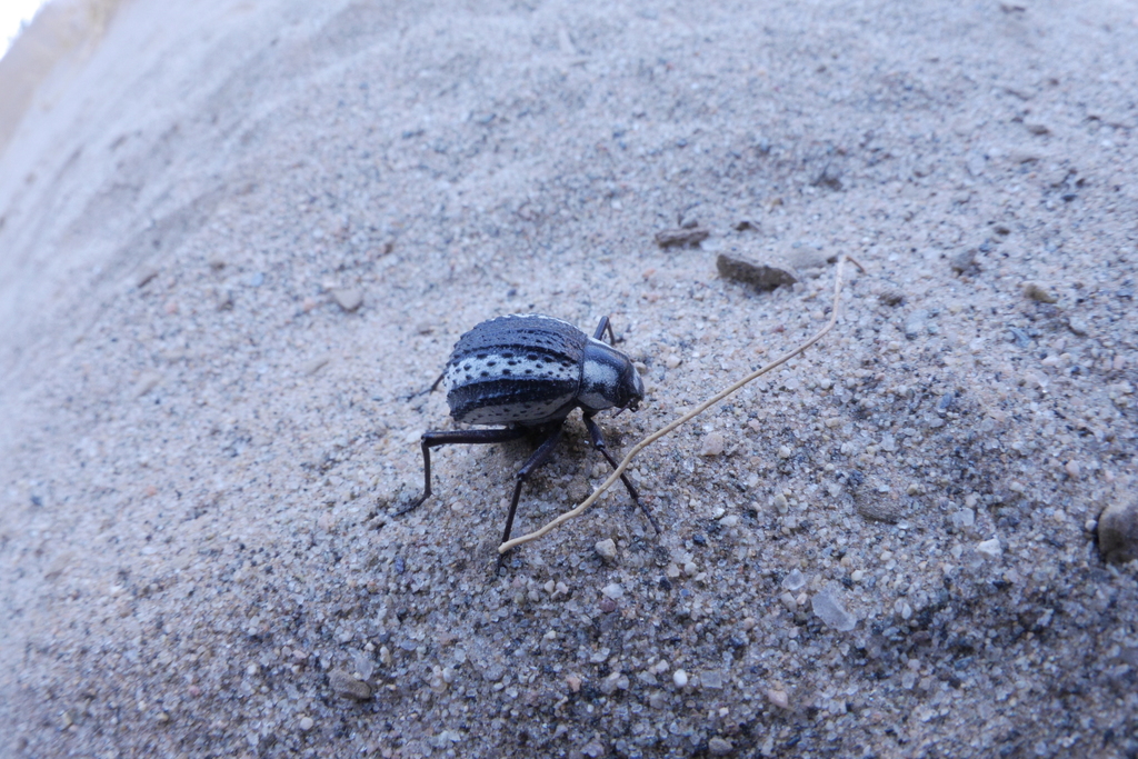 Racingstripe Darkling Beetle from Khomas, Namibia on July 21, 2024 at ...