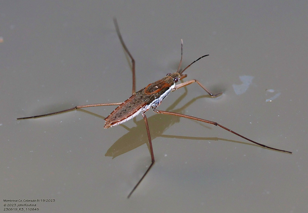 North American Common Water Strider from Montrose, CO, USA on August 19 ...