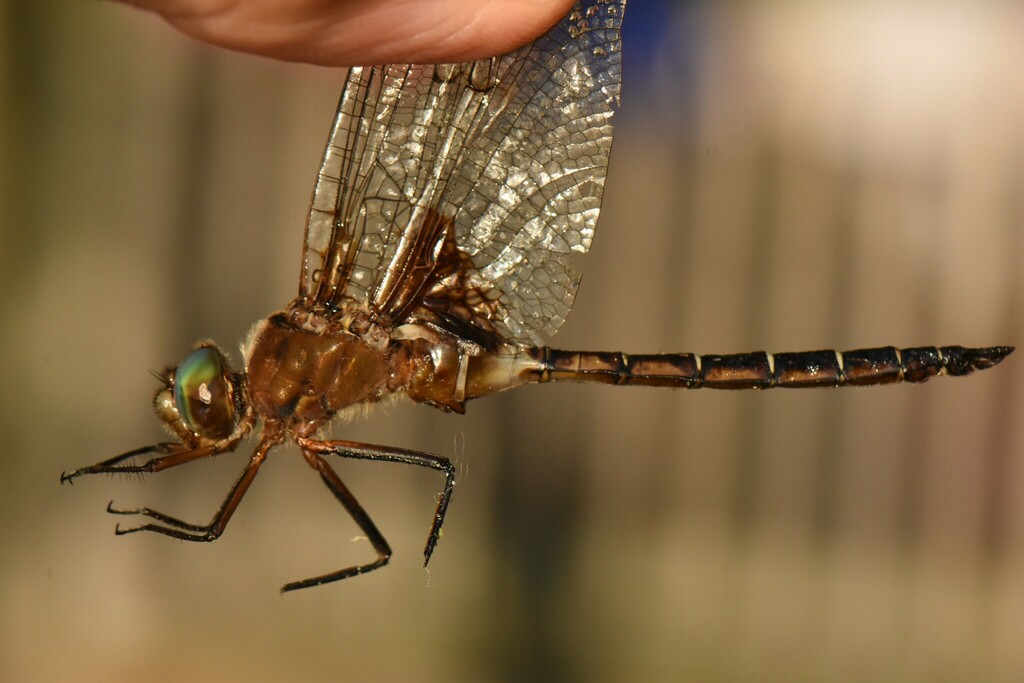 Prince Baskettail from Hastings County, ON, Canada on August 6, 2024 at ...