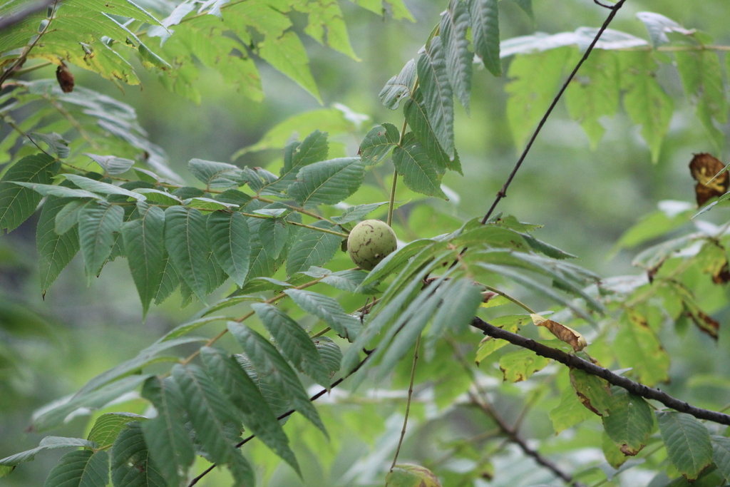 eastern black walnut from Múzquiz, Coah., México on June 27, 2024 at 11 ...