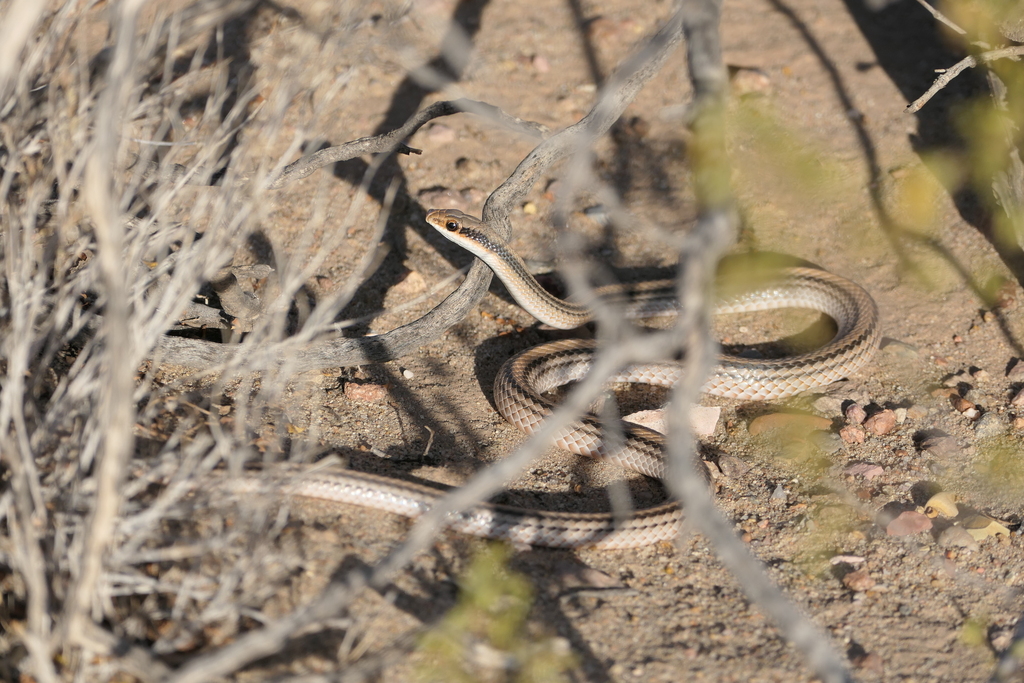 Big Bend Patchnose Snake from Doña Ana County, NM, USA on August 13 ...