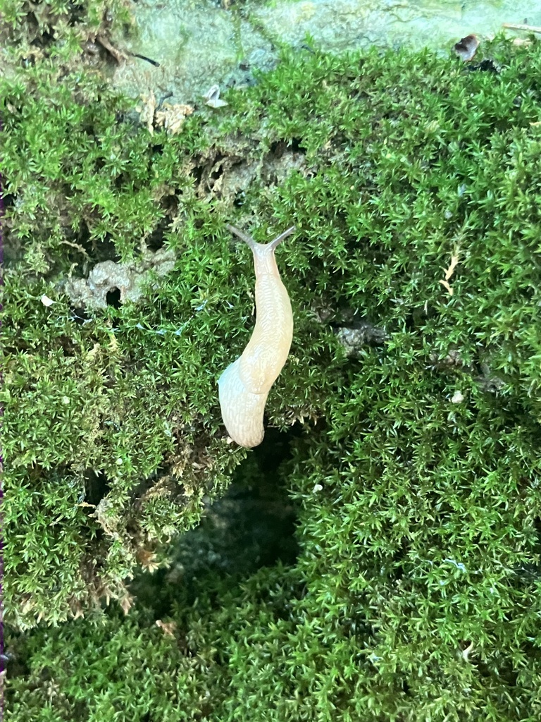 Milky Slug from East River Parkway, Minneapolis, MN, US on August 13 ...