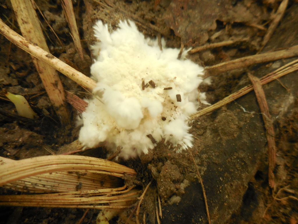 enveloping crust from Вичуга, Ивановская обл., Россия on August 6, 2024 ...