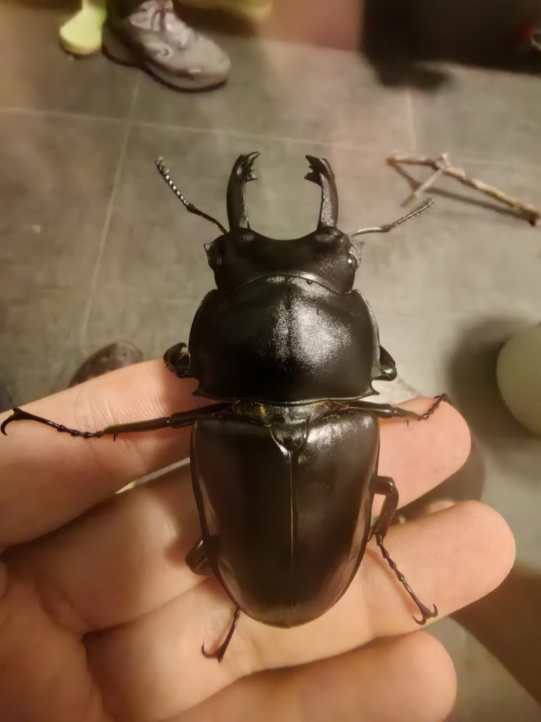 Neolucanus perarmatus from 浙江省丽水市云和县崇头镇云和梯田蛰居甲虫旅店 on August 14, 2024 at ...