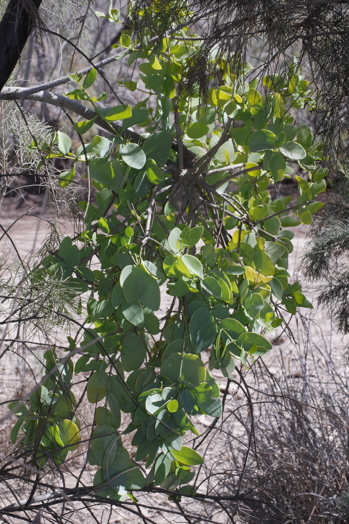 toothbrush tree from Erongo, Namibia on July 22, 2024 at 12:44 PM by ...