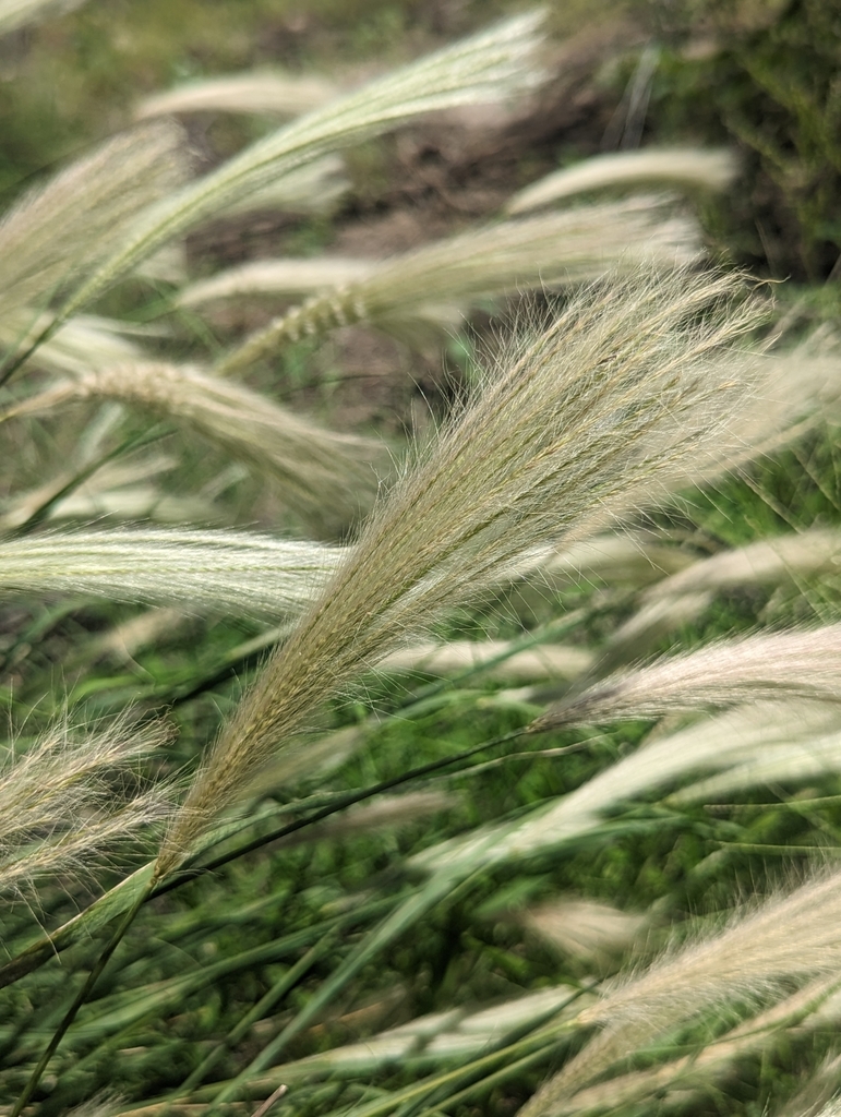 false Rhodes grass from Santa Cruz Southwest, Tucson, AZ, USA on August ...