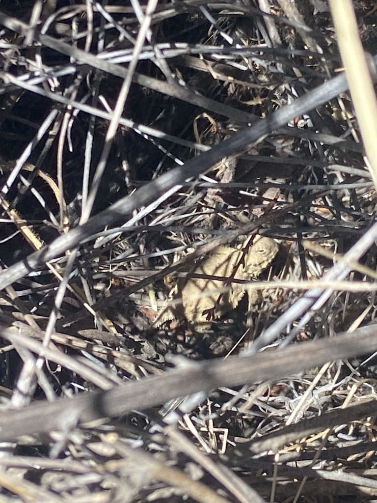 Blainville's Horned Lizard in August 2024 by cameron_tescher · iNaturalist