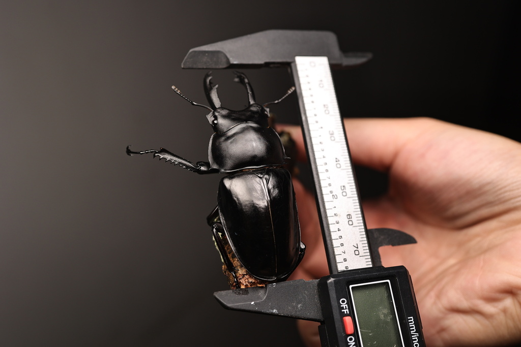 Neolucanus perarmatus in August 2024 by Pintsen JIN · iNaturalist