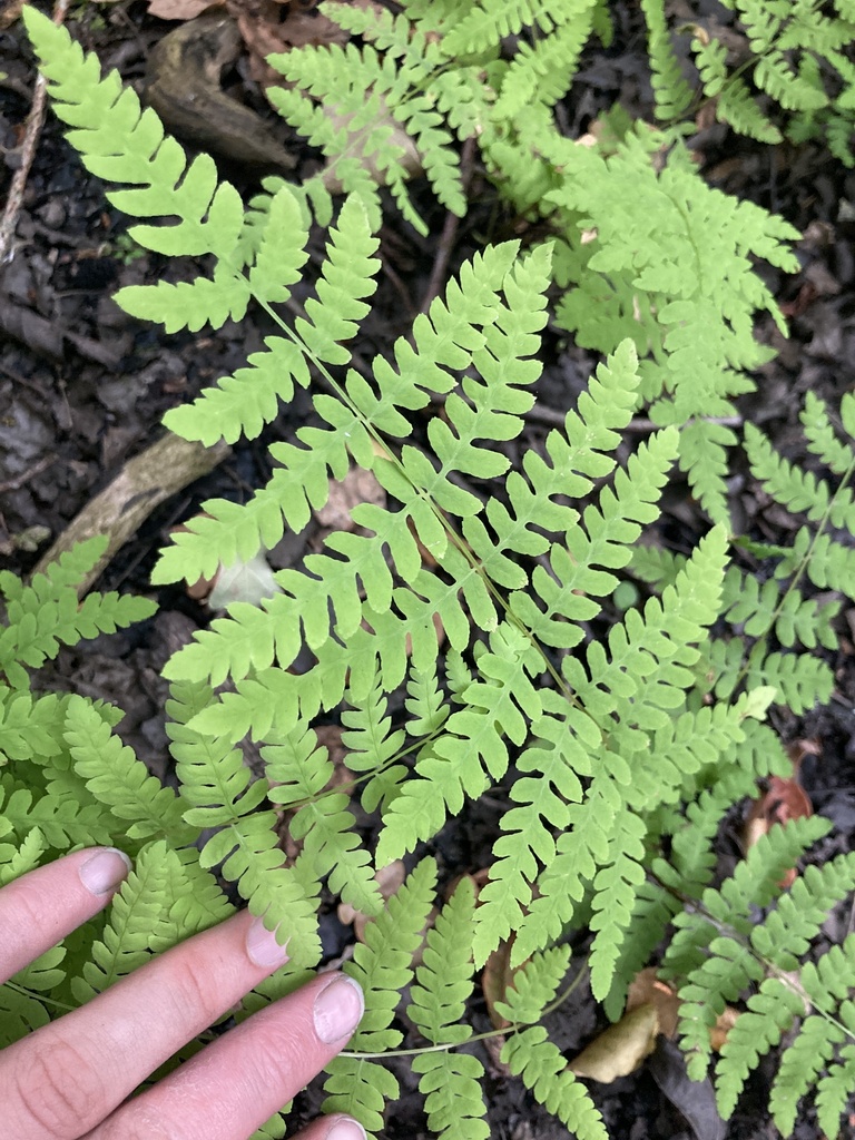 marsh fern from Askham Bryan, York, England, GB on August 13, 2024 at ...