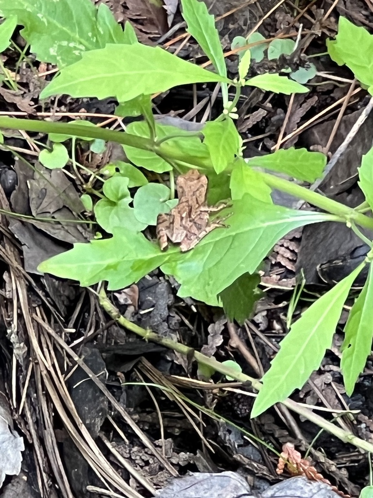 Spring Peeper from Sleeping Bear Dunes National Lakeshore, Honor, MI ...