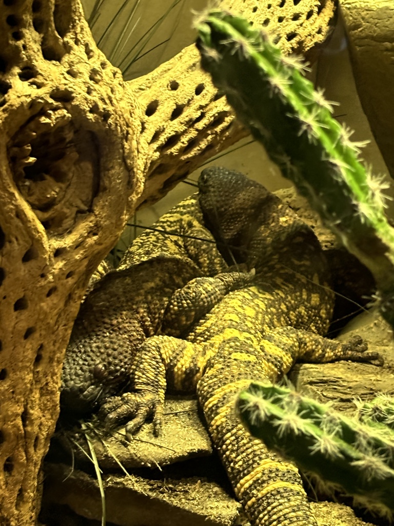 Beaded Lizard from Academia de Ciencias de California, San Francisco ...