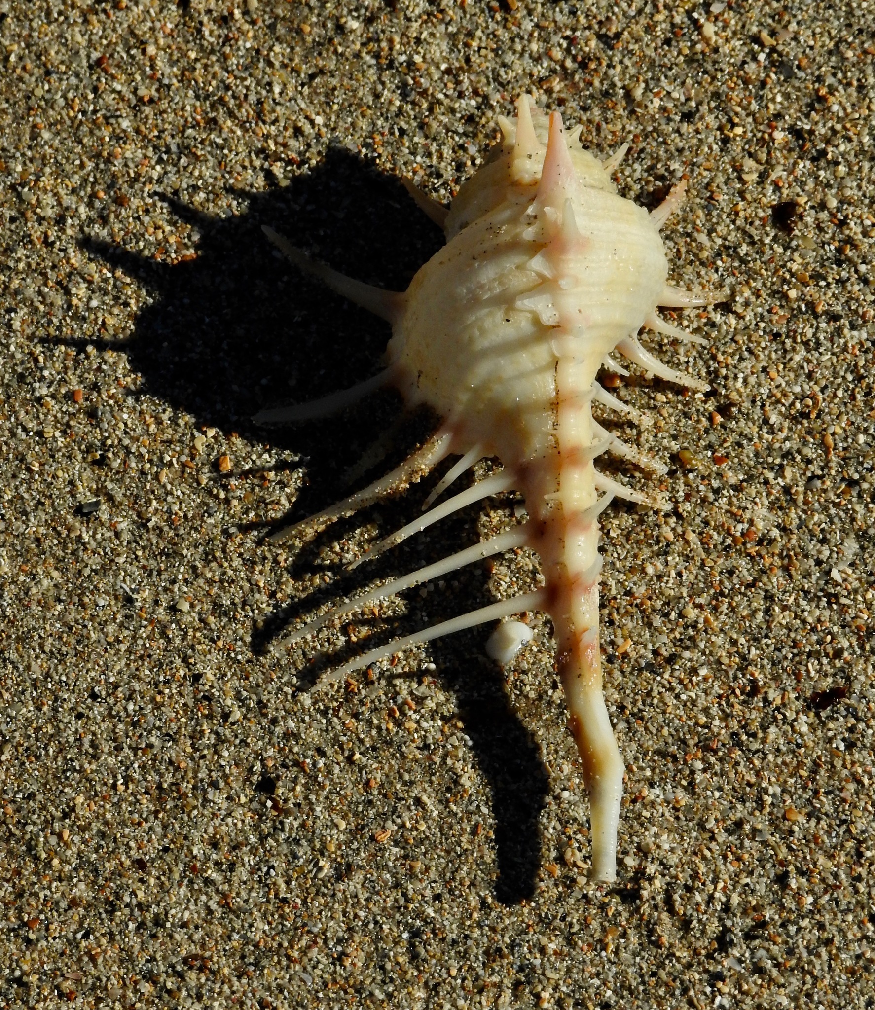 Murex acanthostephes R.B.Watson, 1883