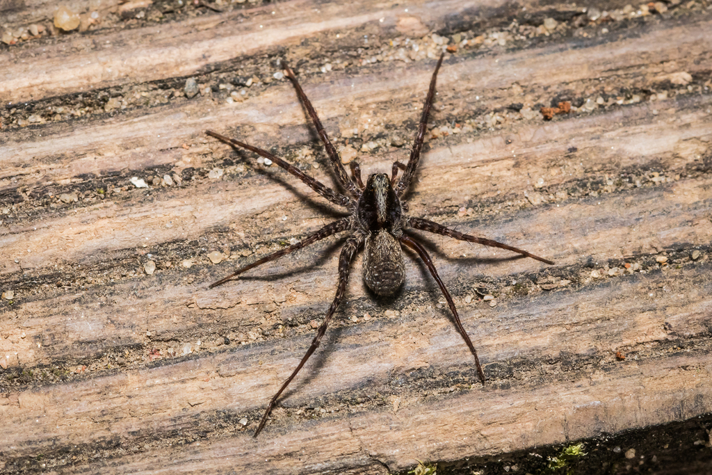 Common Forest Wolf Spider Complex from Powiat hajnowski, Polska on ...