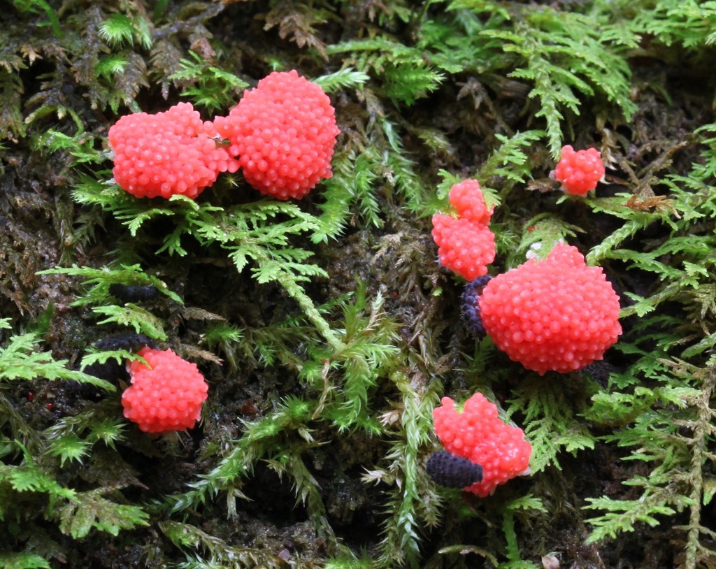 Red Raspberry Slime Mold from Bell Acres, PA, USA on June 18, 2013 by ...