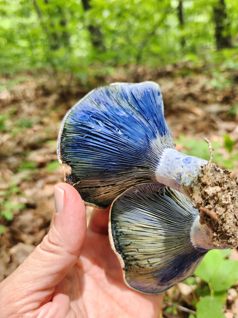 indigo milk cap from Scioto Township, OH 45601, USA on May 26, 2024 at ...