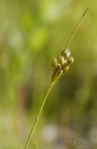 Slender Rush (UWEC Day 11) · iNaturalist