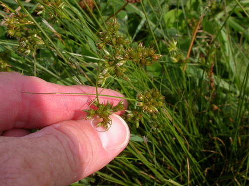 Slender Rush (UWEC Day 11) · iNaturalist