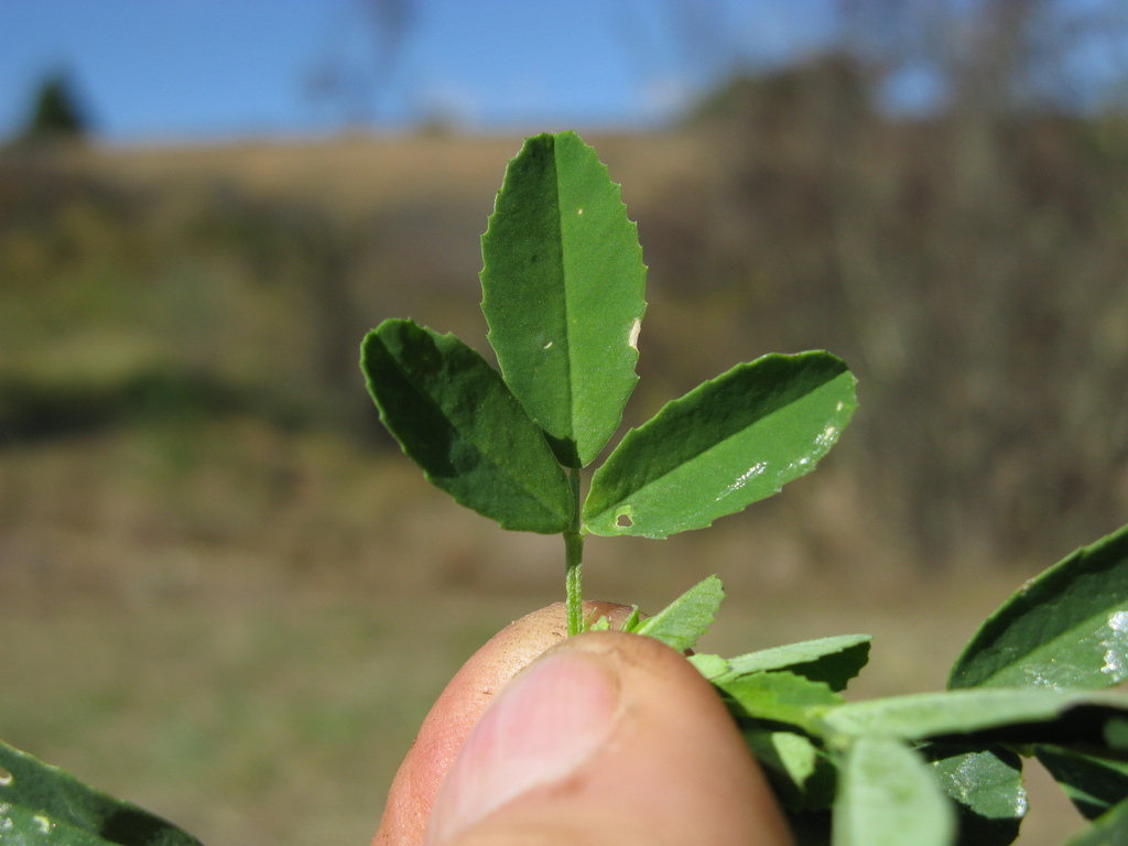 White Sweet Clover (UWEC Day 11) · iNaturalist